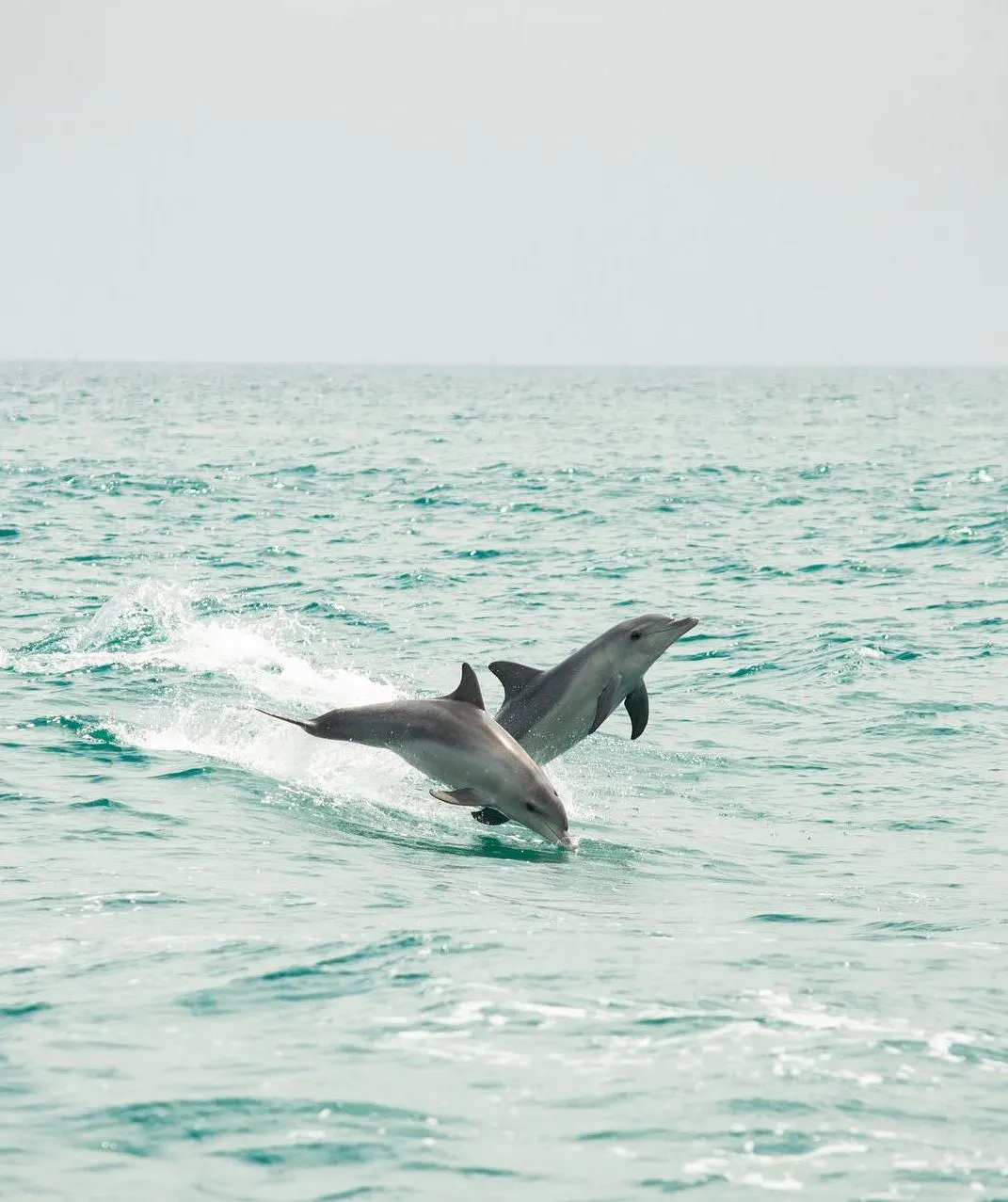 Swim with Dolphins in Rockingham | Unforgettable Experience